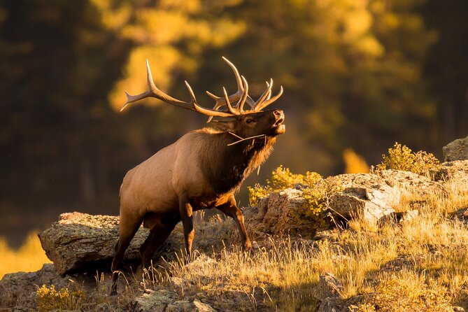 Discover Rocky Mountain National Park - Authentic Insights from Reviews