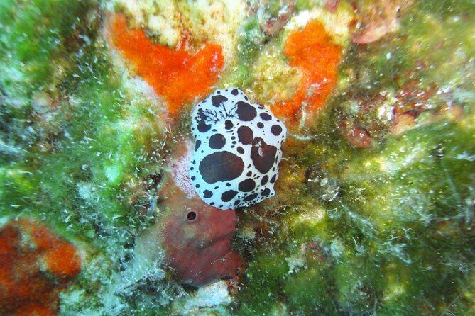 Discover Scuba Diving Adventure in Mykonos - FAQs