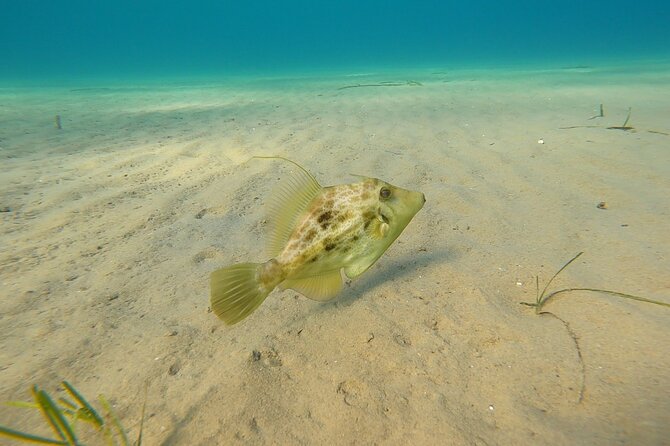 Discover Scuba Diving Experience in Nea Makri, Athens - Cancelation Policy