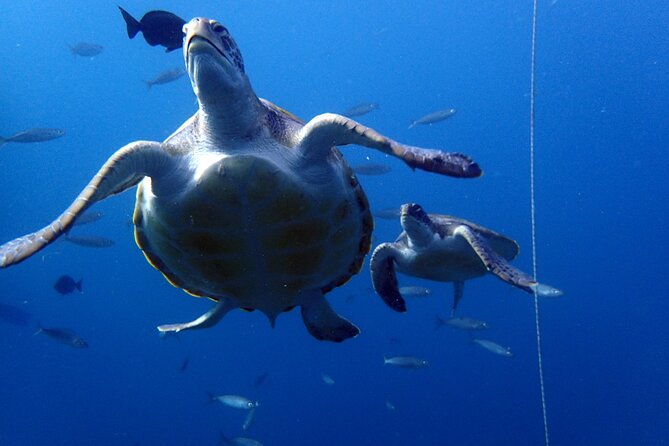 Discover Scuba Diving - Try it for the first time! - The Sum Up: Who Will Love This?