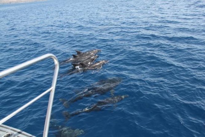 Dolphin and Whales watching cruise from Puerto Rico de Gran Canaria - FAQ