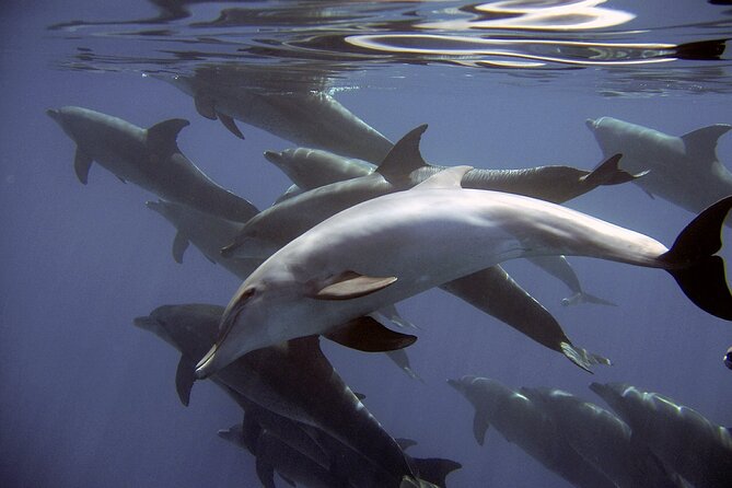 Dolphin Watching + 2 Islands Tour - From Faro - FAQ