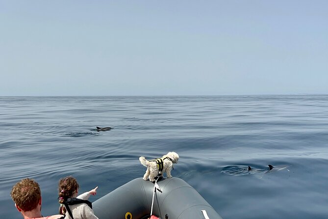 Dolphins & Benagil Caves with Biologist guide - The Sum Up