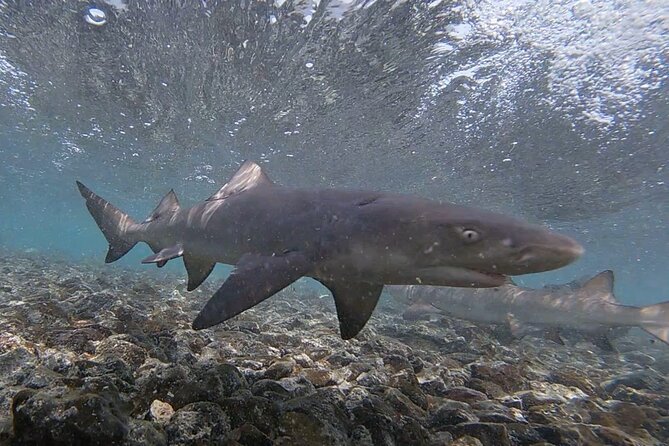 Experience on Sal Island with native and certified guide (including sharks) - FAQs