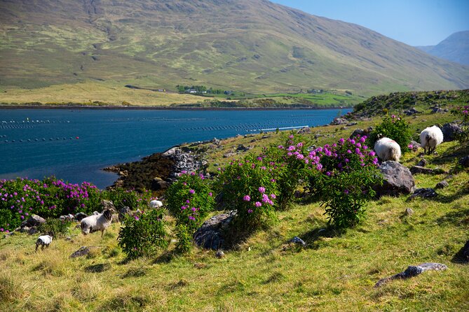 Galway to Connemara National Park Day Tour - Final Thoughts