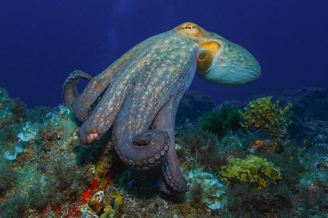 guided Scuba Diving on Tenerife (for certified divers) - The Sum Up