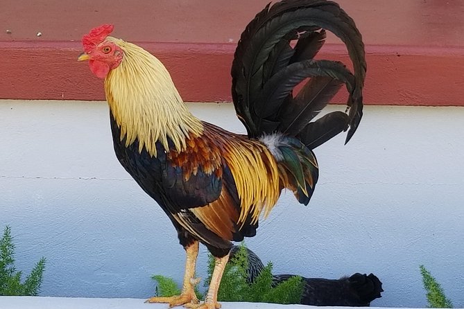 Historic Ybor City Food Walking Tour - FAQs