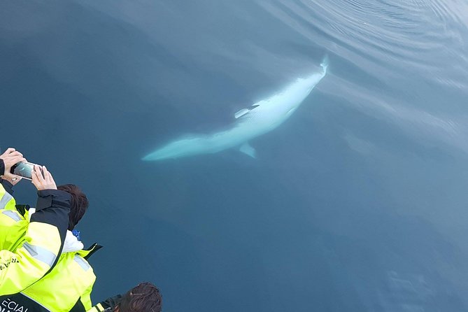 Iceland Super Saver: Puffin Cruise plus Whale-Watching Tour from Reykjavik - FAQ