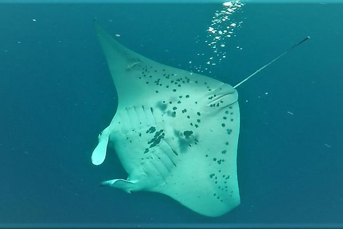 Kona Manta Rays Guaranteed Night Snorkel in Keauhou Harbor - FAQs