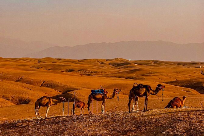Marrakech Day Trip: Agafay Desert, Atlas Mountains and Camel Ride - FAQs
