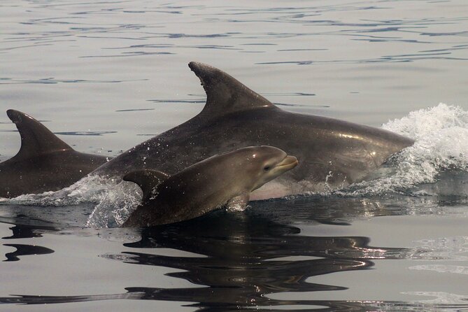 Meet the Lisbon Dolphins - Dolphin Watching in Lisbon - Who Should Book This Tour?