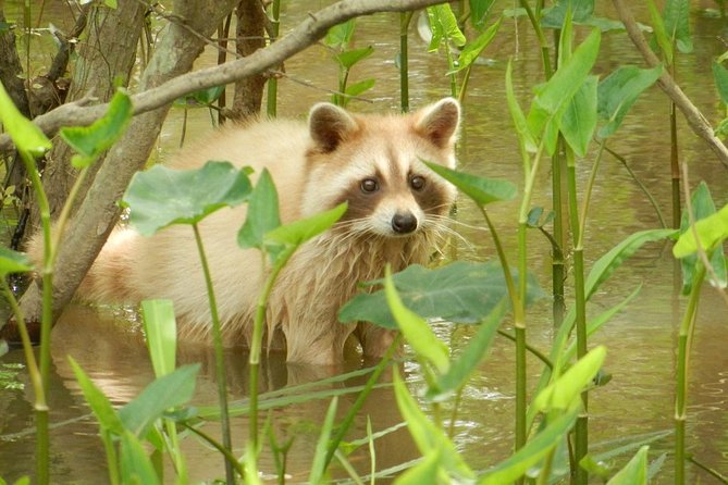 New Orleans Swamp and Bayou Boat Tour with Transportation - FAQs