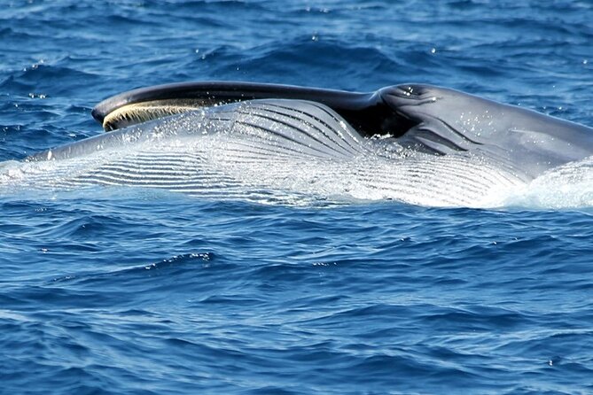 No chase Whale & Dolphin tour putting Marine Life first - we care - Practical Details