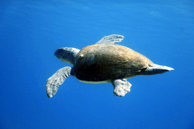 Qualified Diver 1 Tank Dive in Mykonos - Wrapping Up: Why This Dive Tour Is Worth It