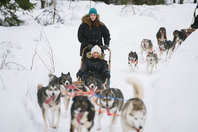 Santa's Reindeer & Husky Safari + Santa's Pets + Aurora Hunt! - Final Thoughts