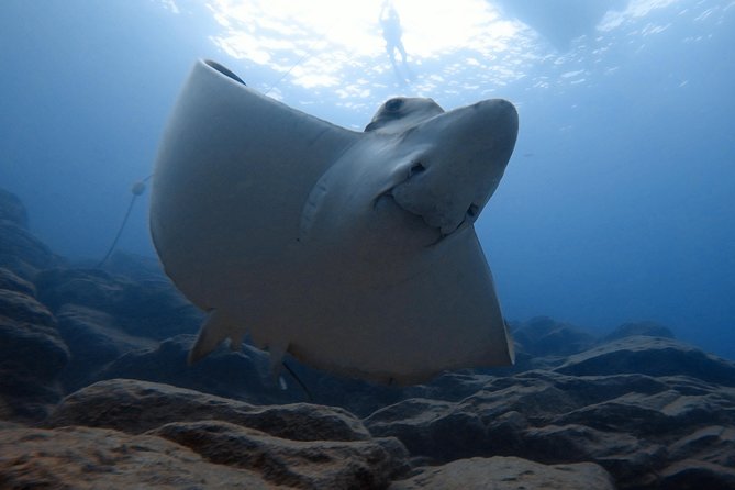 Scuba Dive excursion for Beginners in a Turtle Area - FAQ: Common Questions About the Tenerife Beginner Snorkel and Scuba Tour