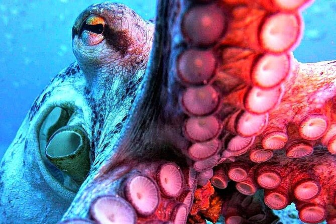 Scuba Diving Experience in Madeira - FAQ