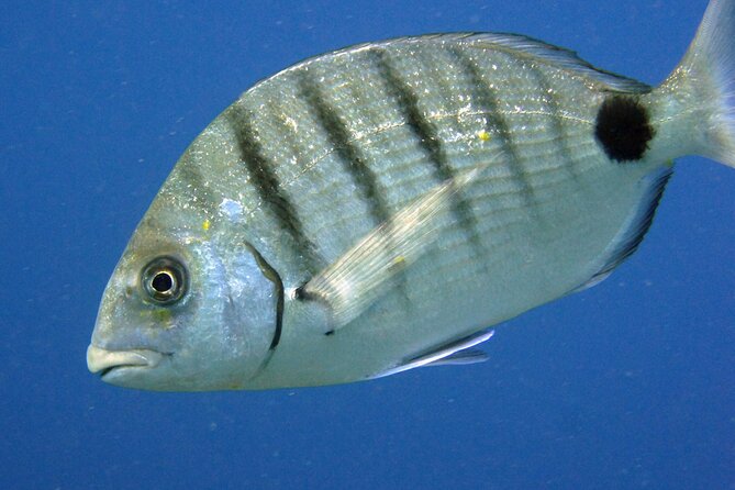 Scuba Diving in Lanzarote (for certified divers only) - Customer Experiences and Authentic Feedback