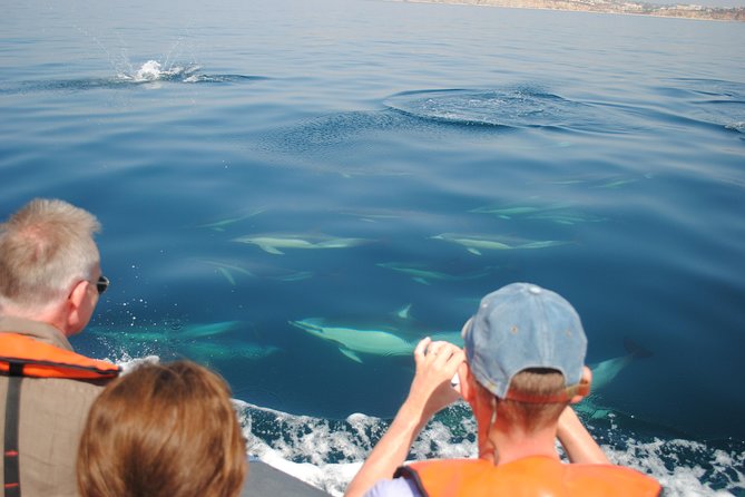 Sealife Sea Safari, Dolphin Watching with Marine Biologist's Lagos - The Sum Up
