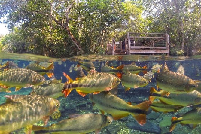 Skip the Line:Recanto Ecologico Rio da Prata Ticket including Trail & Snorkeling - Who Will Enjoy This?
