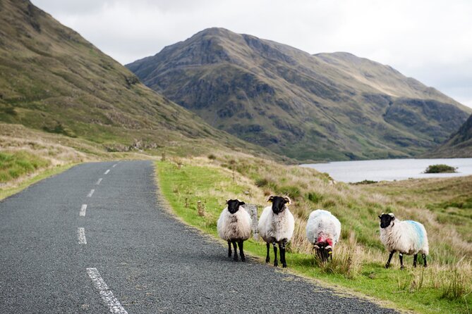 Small Group Aughnanure Castle, Sheepdog Demo & Connemara Tour - Pricing and Value