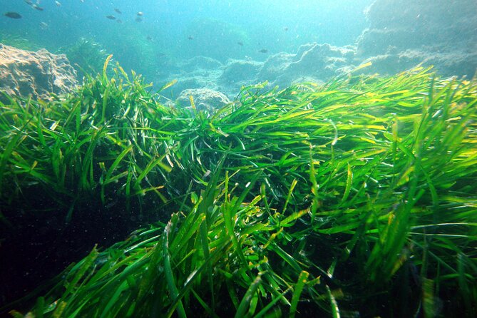Small Group Diving Adventure in Menorca - Frequently Asked Questions