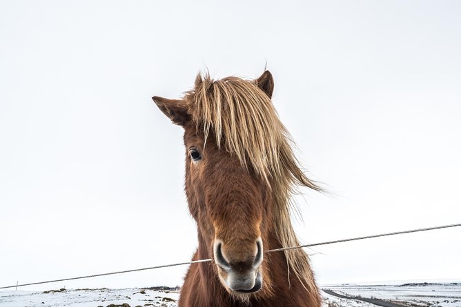 Small-Group Golden Circle Full-Day Tour from Reykjavik - FAQs