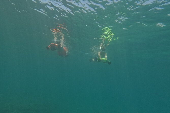 snorkeling ,Turtle Watching in Cyprus - The Realities of Turtle Sightings