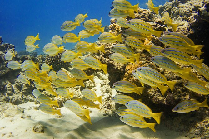 Turtle Canyons Snorkel Excursion from Waikiki, Hawaii - FAQ