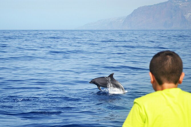 VipDolphins Luxury Whale Watching - The Sum Up