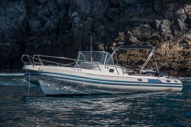Whale watching in Tenerife. Atlantic Eco Experience - The Reviews Speak Volumes