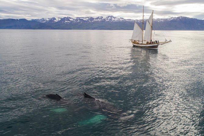 Whale Watching on a Traditional Oak Sailing Ship from Husavik - Final Thoughts
