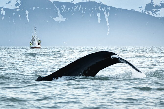 Whales and Puffins Tour from Husavik - The Sum Up: Who Should Book This Tour?