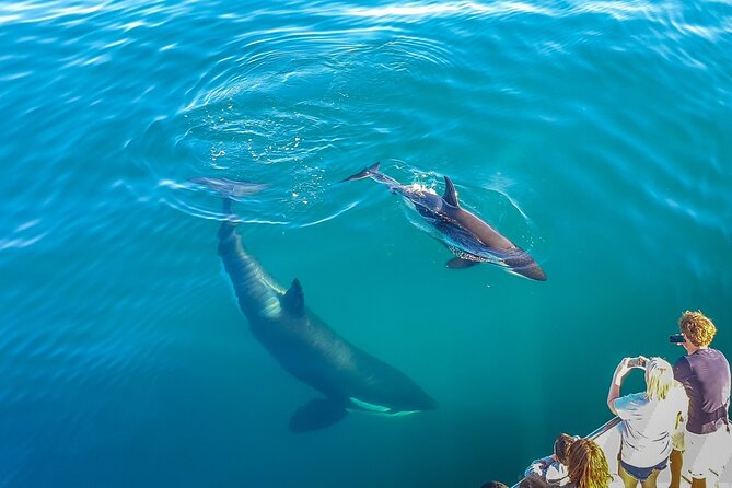 Auckland Dolphin and Whale Watching Eco-Safari Cruise - References