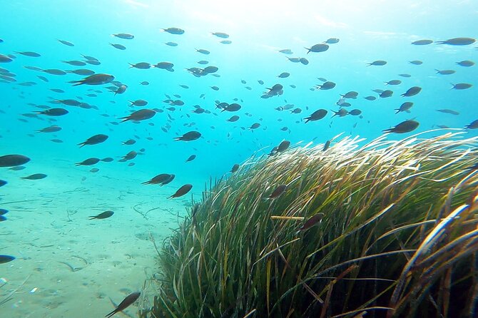 Discover Scuba Diving Experience in Nea Makri, Athens - Frequently Asked Questions