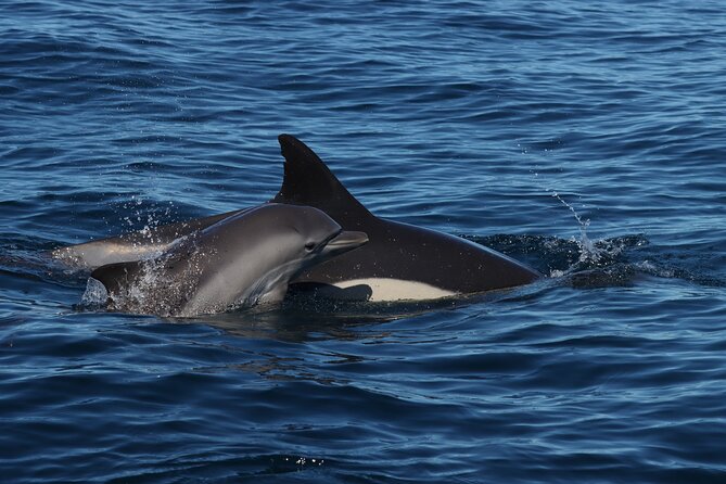 Dolphins & Benagil Caves with Biologist guide - FAQs