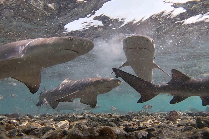 Experience on Sal Island with native and certified guide (including sharks) - Final Thoughts