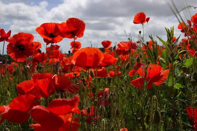 Flanders Fields Remembrance Tour from Brussels - FAQs