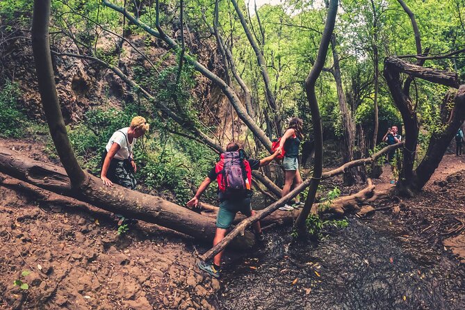 Full Day Rainforest Tour with Tasting and Swimming Time - The Sum Up