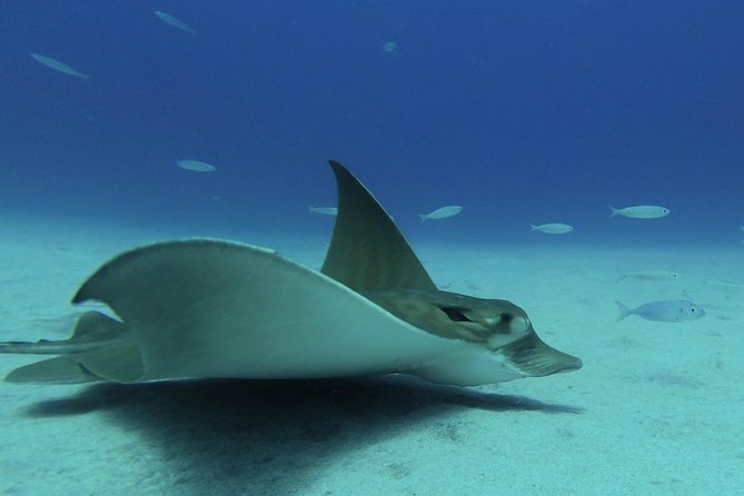 guided Scuba Diving on Tenerife (for certified divers) - FAQ