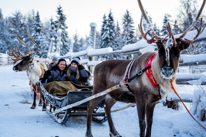 Half-Day Experience in Local reindeer farm in Lapland - Overall Value and Pricing