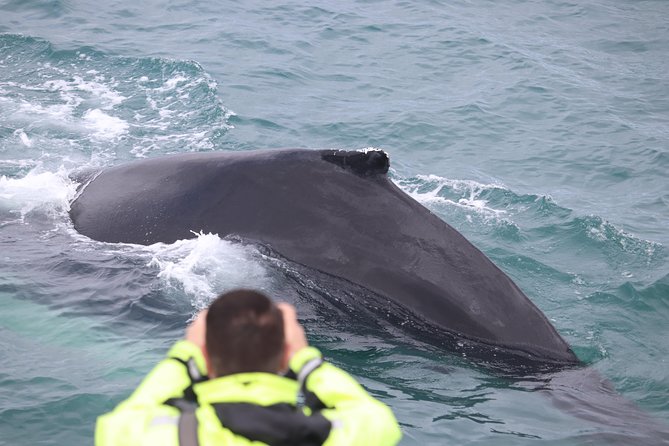 Iceland Super Saver: Puffin Cruise plus Whale-Watching Tour from Reykjavik - Final Thoughts