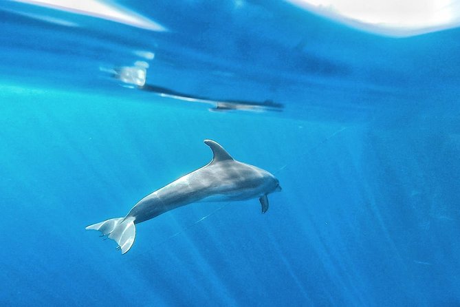 Kayak Safari with Dolphin and Turtle Watching in Guaza - Customer Feedback: What Travelers Say