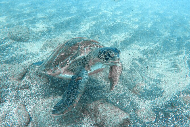 Kayaking + snorkeling with turtles - Final Thoughts