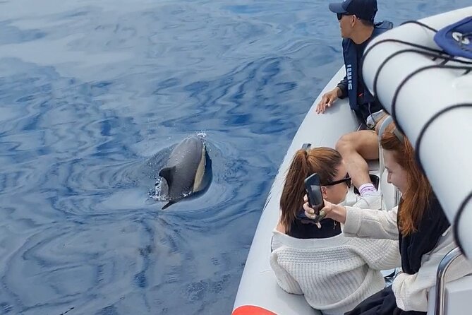 Meet the Lisbon Dolphins - Dolphin Watching in Lisbon - Frequently Asked Questions