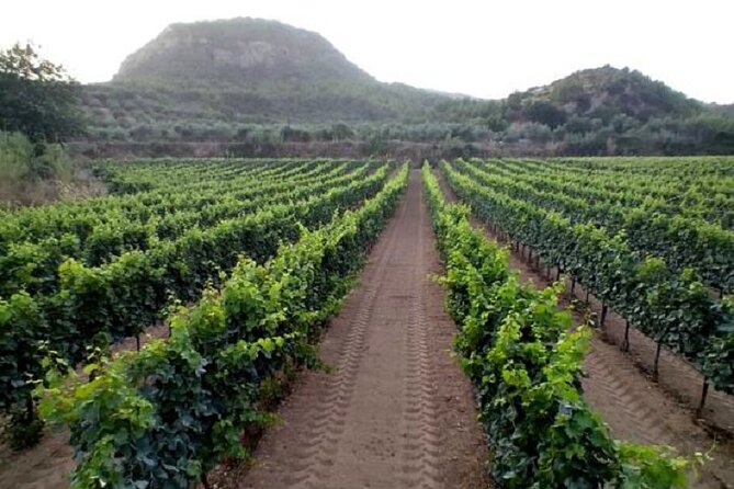 Private Excursion to Ancient Olympia - bee farm & winery - The Bottom Line: Who Should Book This Tour?