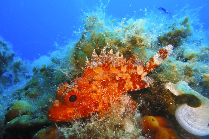 Qualified Diver 1 Tank Dive in Mykonos - FAQ