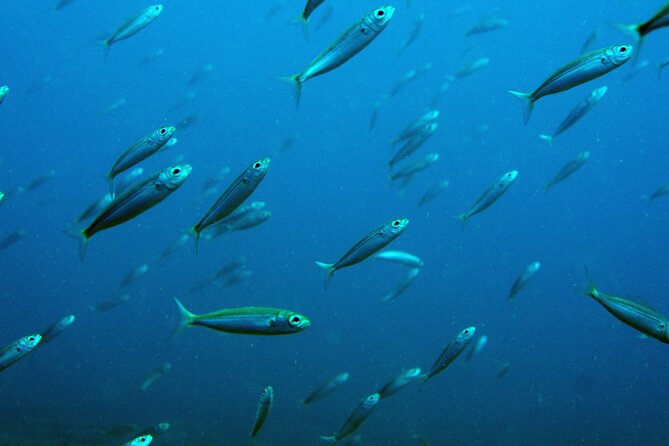 Scuba Diving in Lanzarote (for certified divers only) - Practicalities and Considerations