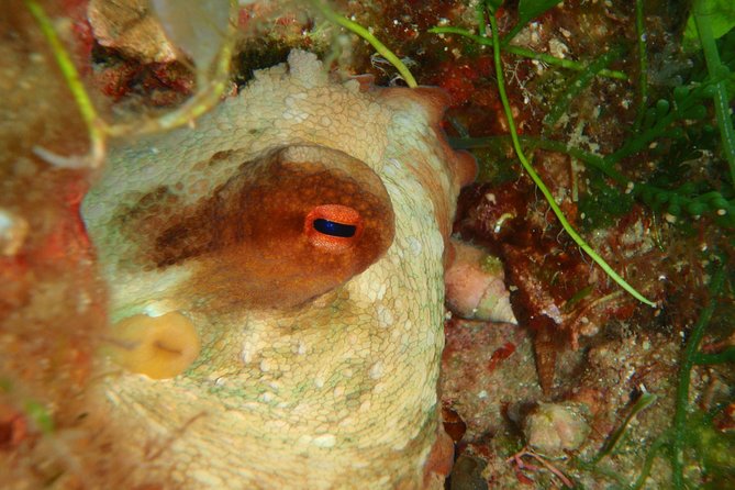 Scuba Diving in Naxos by Bluefindivers - Dive in Greece - Amazing Diving Spots - Cancellation and Practicalities