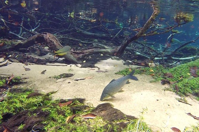 Skip the Line:Recanto Ecologico Rio da Prata Ticket including Trail & Snorkeling - FAQs